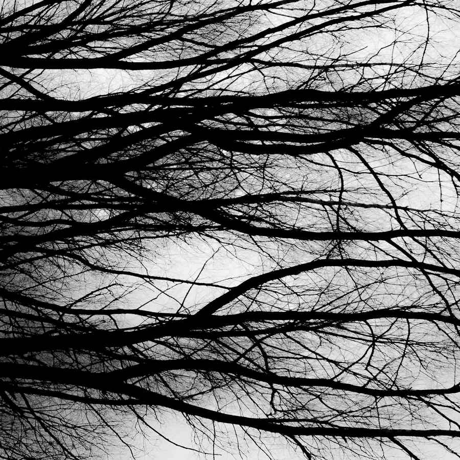 Winter Tree Textures