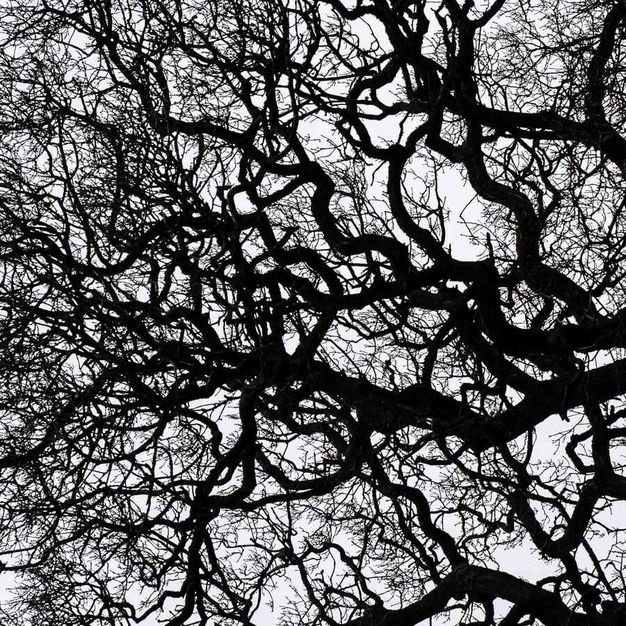 Winter Tree Textures | indii.org